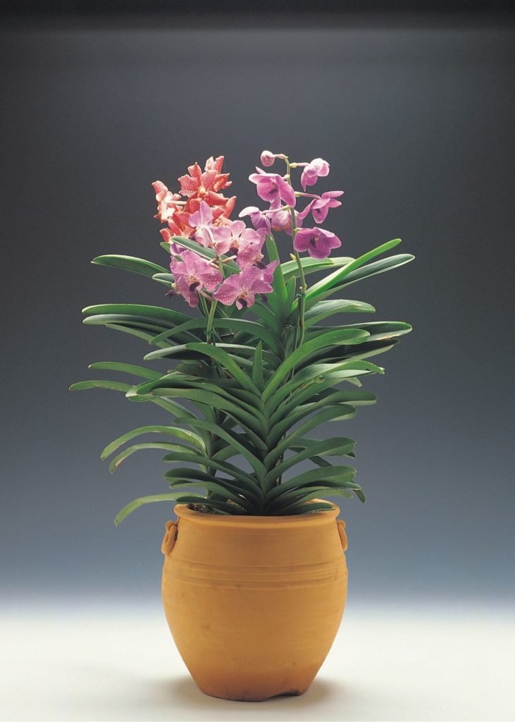 Guide to Buying the Right Orchid Pot (Plus a bonus growing tip!)