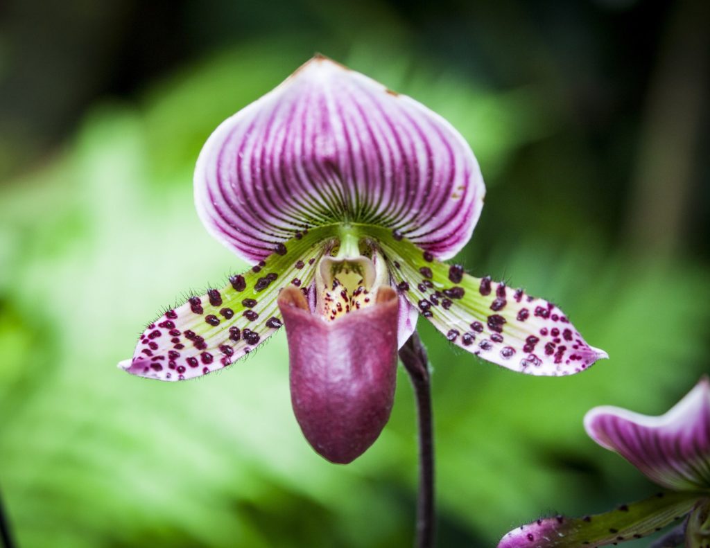 10 Easy-to-Grow Orchid Types for Your Indoor Garden