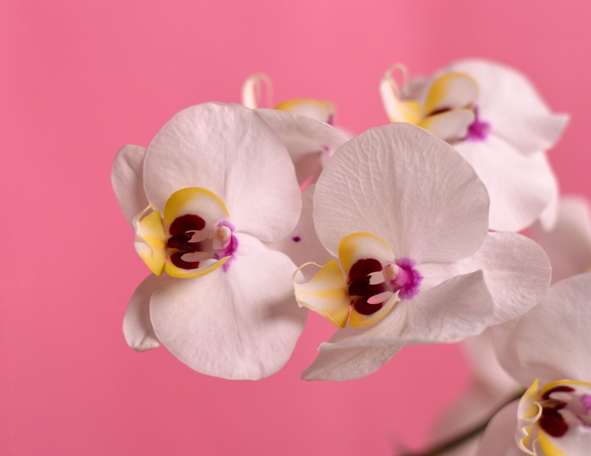 Master Orchid Care With These 4 Easy Tips. - Orchid Resource Center