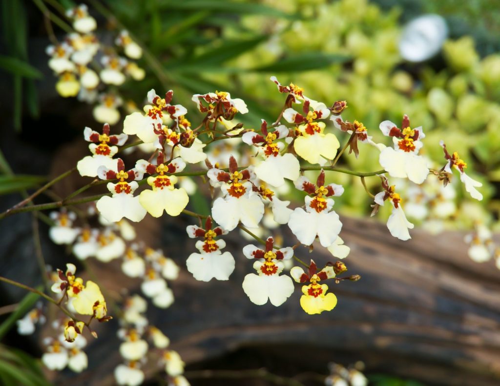 10 Easy-to-Grow Orchid Types for Your Indoor Garden