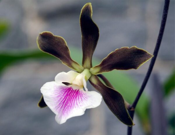 10 Easy-to-Grow Orchid Types for Your Indoor Garden