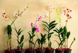 How Orchids Reproduce: A Guide to Propagating Your Orchid Plant