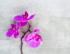 What Does Your Orchid Mean to You? A Guide to Orchid Meaning