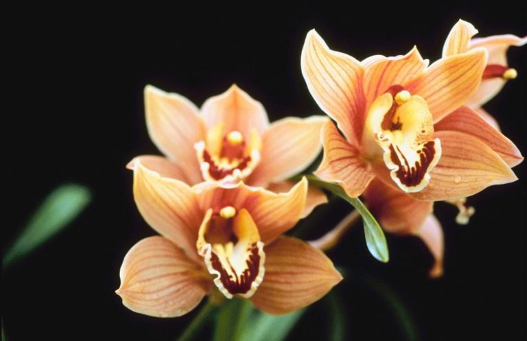 The Ultimate Guide to Orchids and Orchid Care