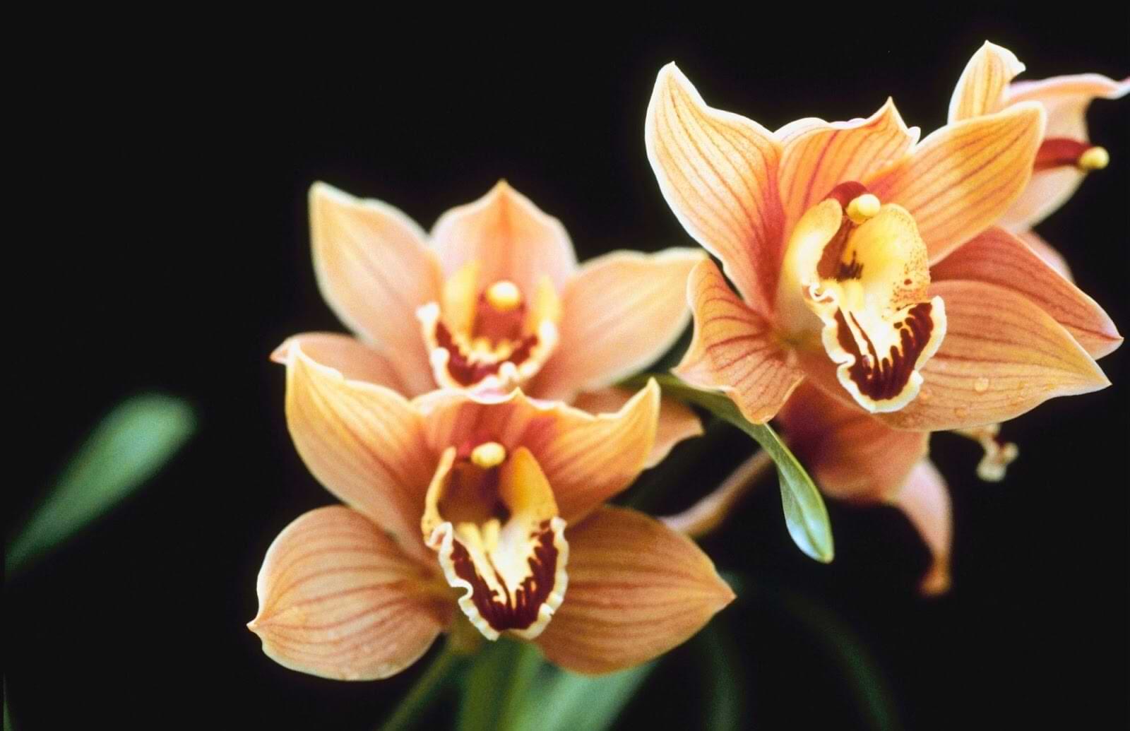 The Ultimate Guide to Orchids and Orchid Care