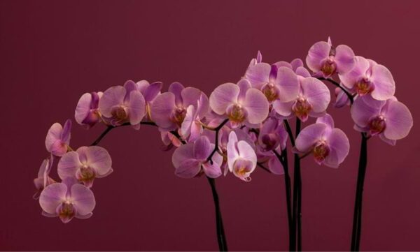 Orchid Health: 5 Telltale Signs Your Orchid Is in Excellent Health