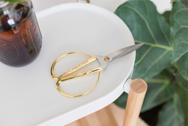 6 Stages In The Life Cycle of An Orchid - Orchid Resource Center