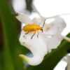 Orchid Pest Control |Controlling Common Pests