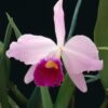 Cattleya Orchid Care And Grow Guide - Orchid Resource Center