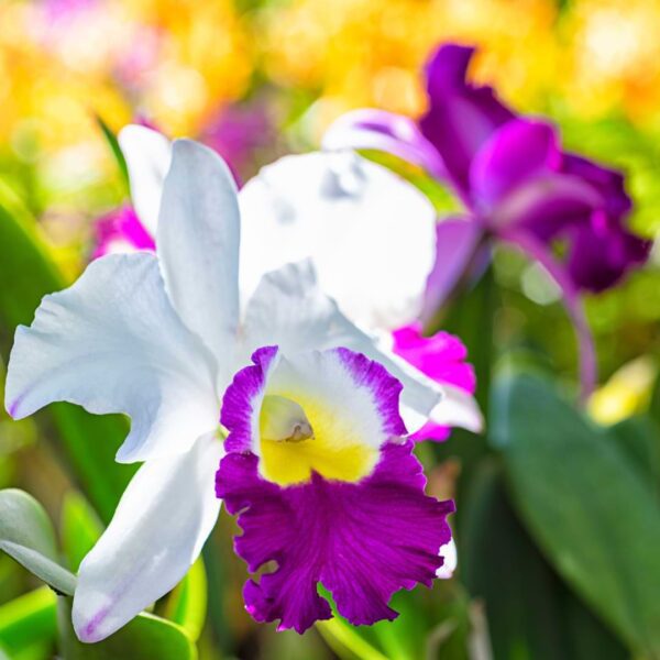 Cattleya Orchid Care And Grow Guide - Orchid Resource Center