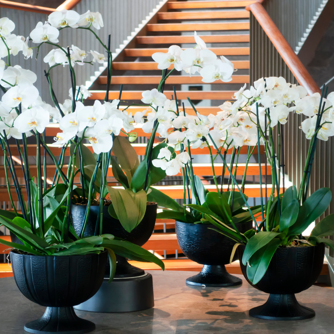 The Five Step Guide To Stunning Orchid Arrangements