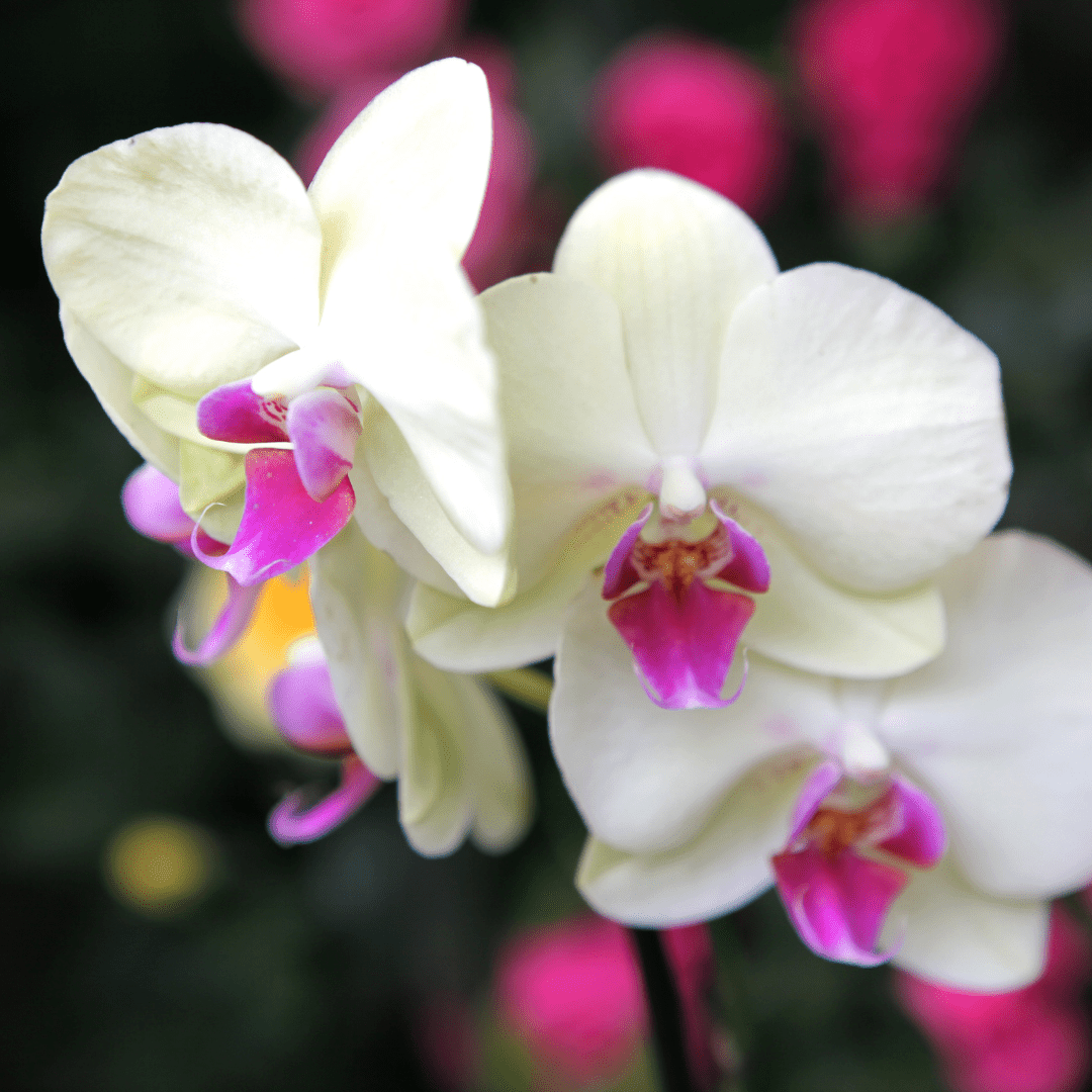 The Five Step Guide To Stunning Orchid Arrangements